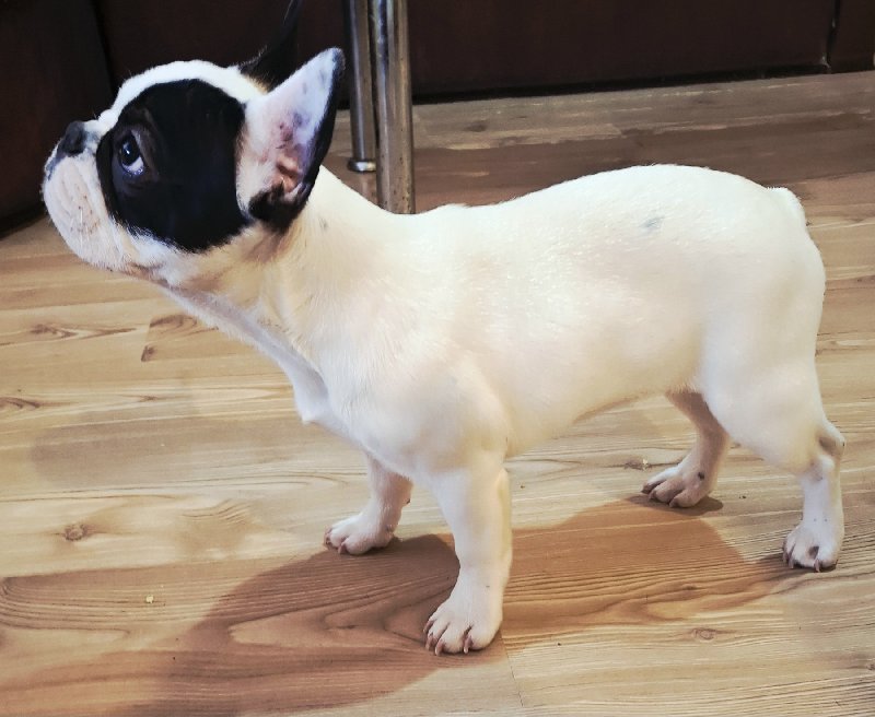 Francuski Buldog prelepo štene