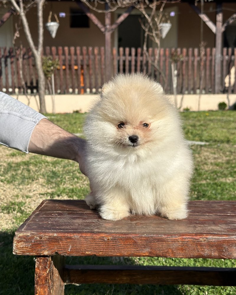 Slatki BOO Pomeranci