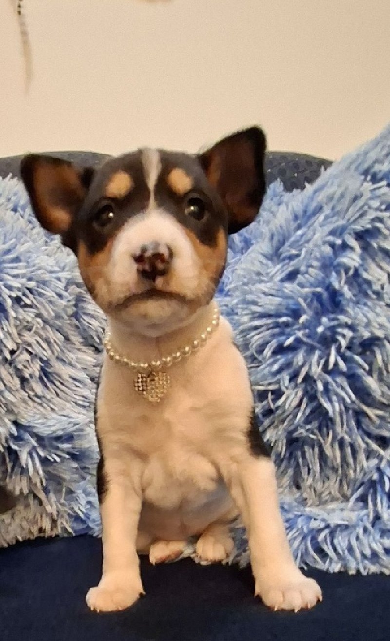 BASENJI štenci