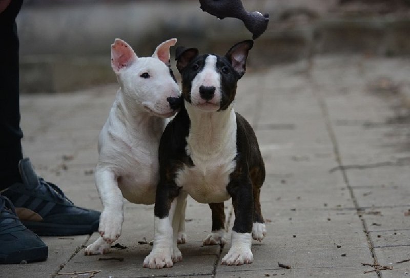 Mini bull terijer