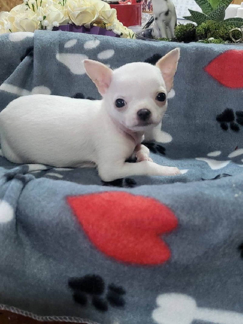 Mini CIVAVE oba pola kratkodlaki i dugodlaki