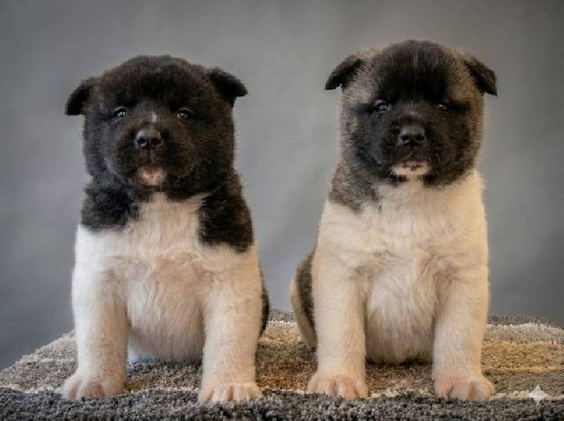 Američka Akita, izuzetni štenci