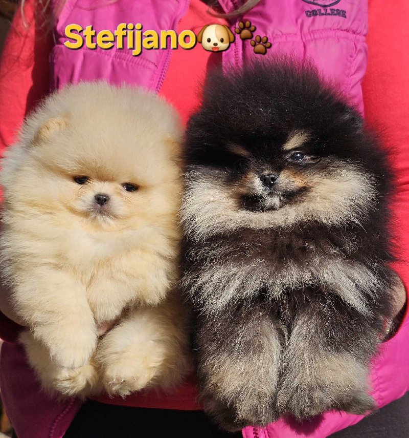 Pomeranac BOO medvedići, Pomeranski Špic štenci