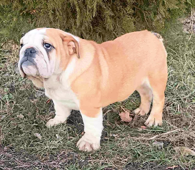 Engleski Buldog kucici na prodaju