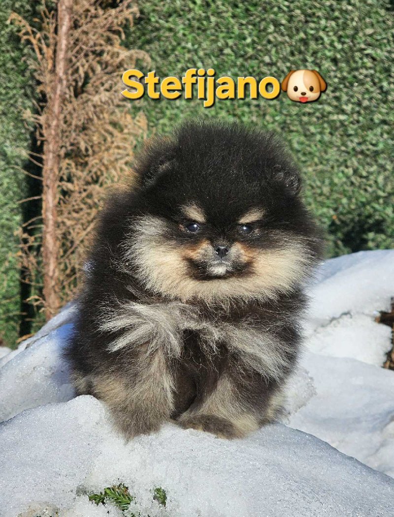 Pomeranac BOO medvedići, Pomeranski Špic