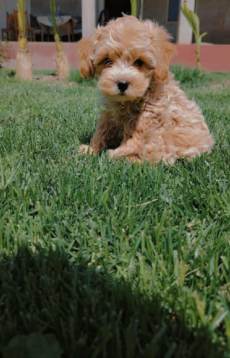 Maltipoo prelepi stenci