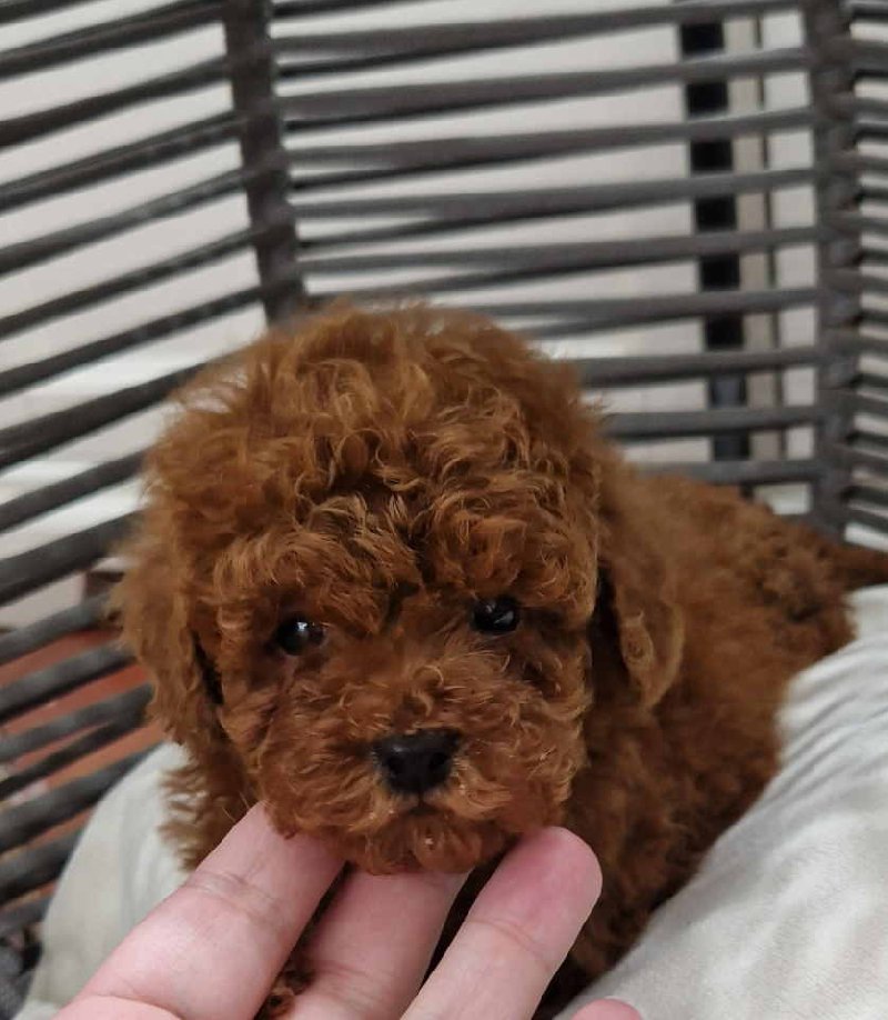 Registrovana odgajivacnica Hopy queen poodle