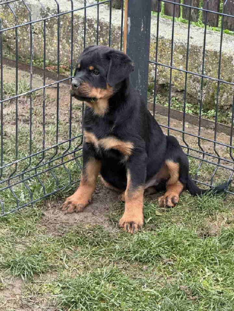 Na prodaju štenad Rottweilera vrhunskog porekla. O
