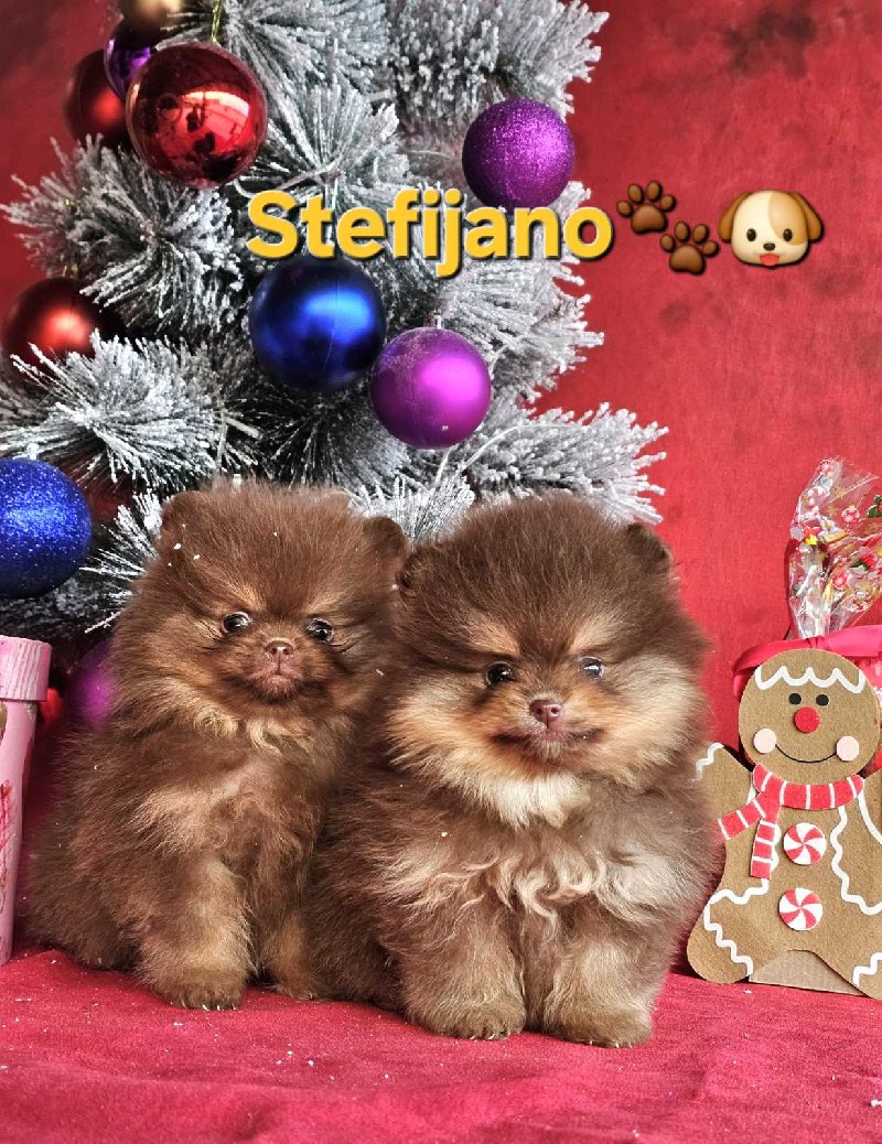 Pomeranac BOO medvedići, Pomeranski Špic štenci