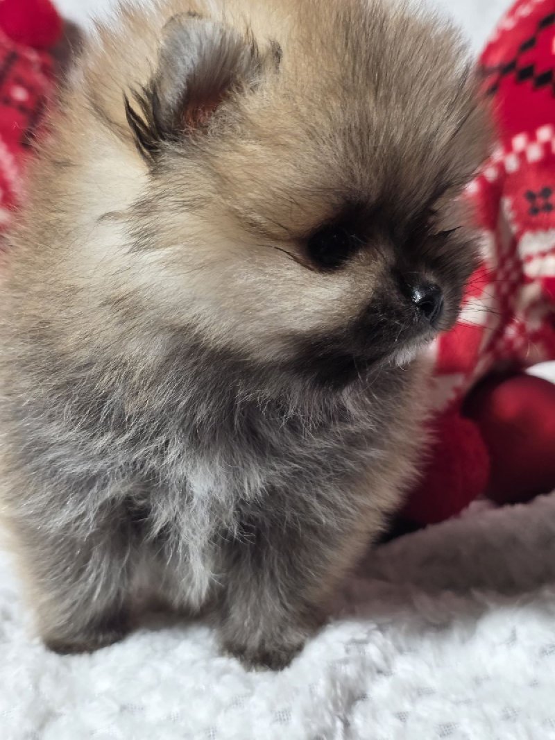 Pomeranac kvalitetni štenci