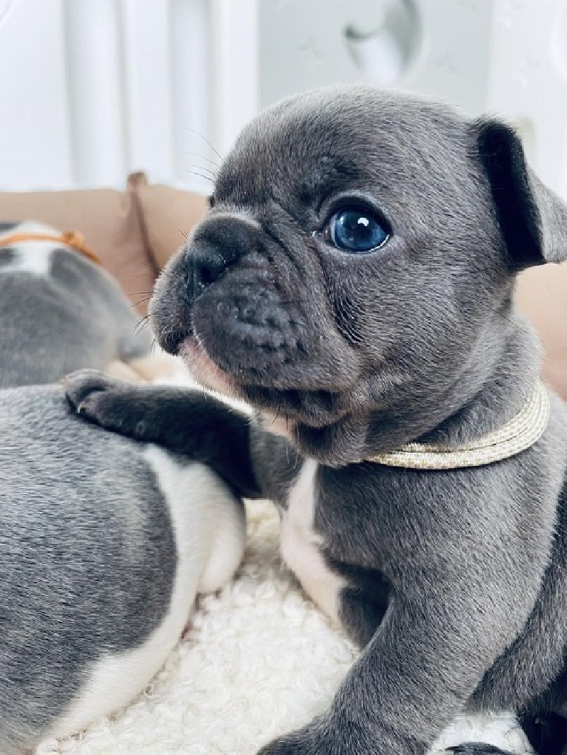 Francuski buldog