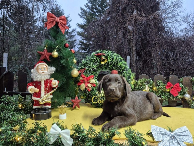 Labrador retriver čokoladni štenci