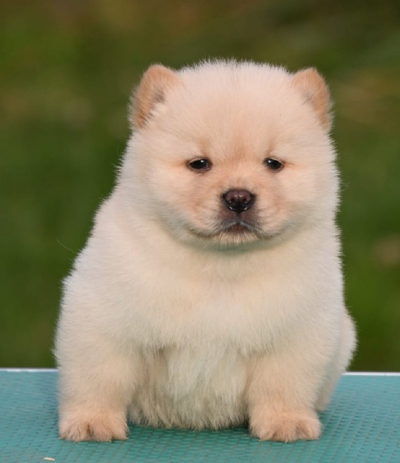 Chow Chow Cau Cau Čau Čau