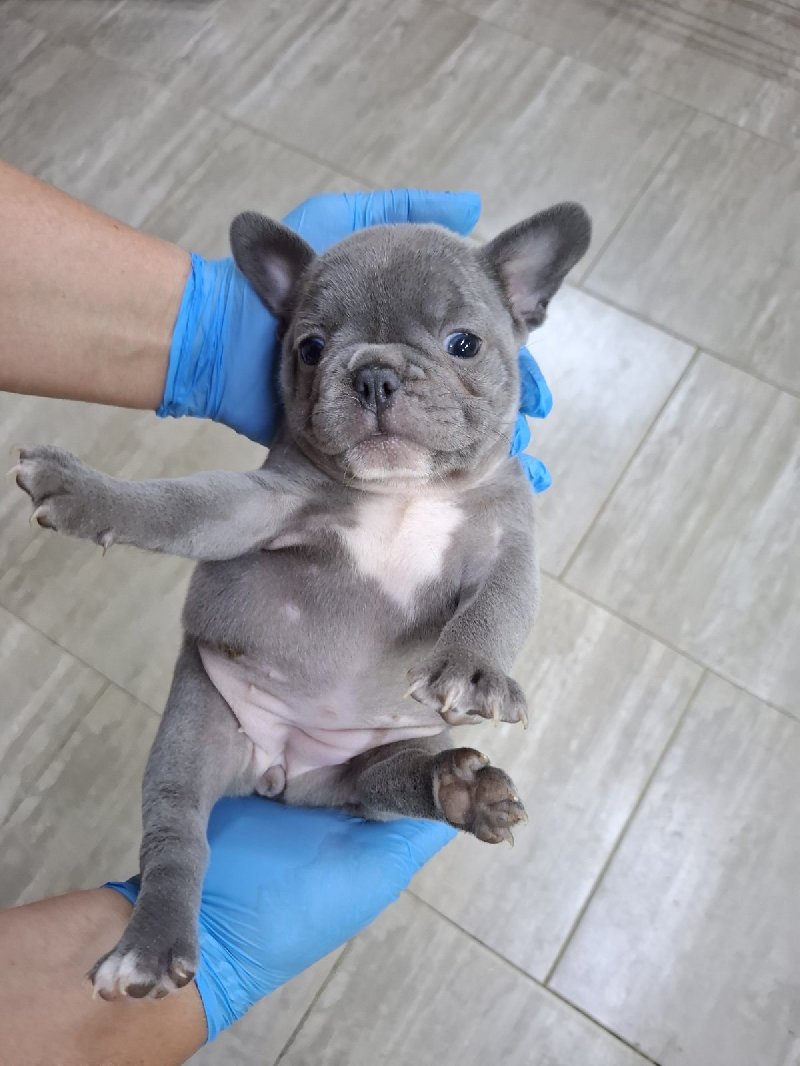Egzoticni francuski buldog