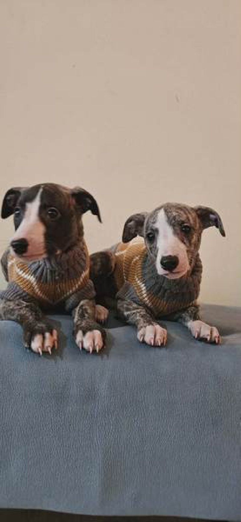 Persijski hrt saluki štenci