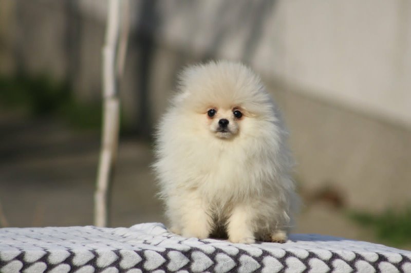 Pomeranac Boo štenci