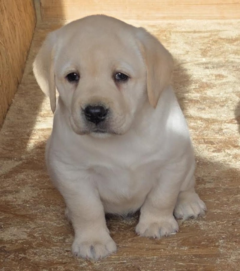 LABRADOR retriver, štenci šampionskog porekla
