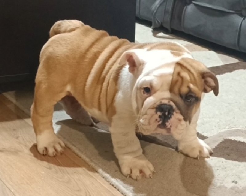 Engleski Buldog kucici na prodaju