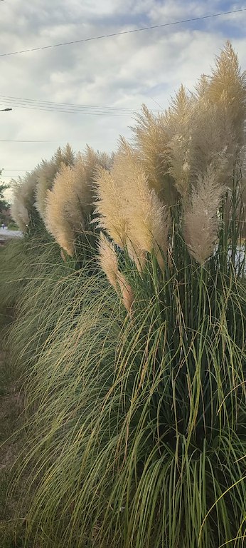 Pampas na prodaju