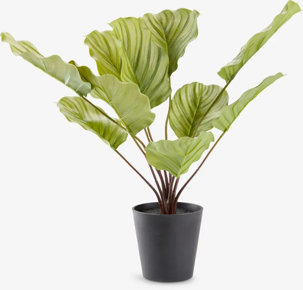 Veštačka biljka Aurora, 55 cm, zelena