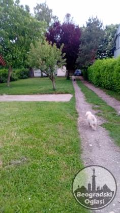 Avala, blizu megamarketa Koka Mar, 200 m2