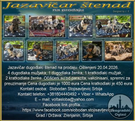 Jazavičar