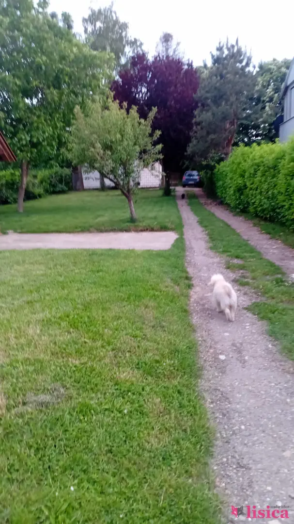 Avala, blizu megamarketa Koka Mar, 200 m2