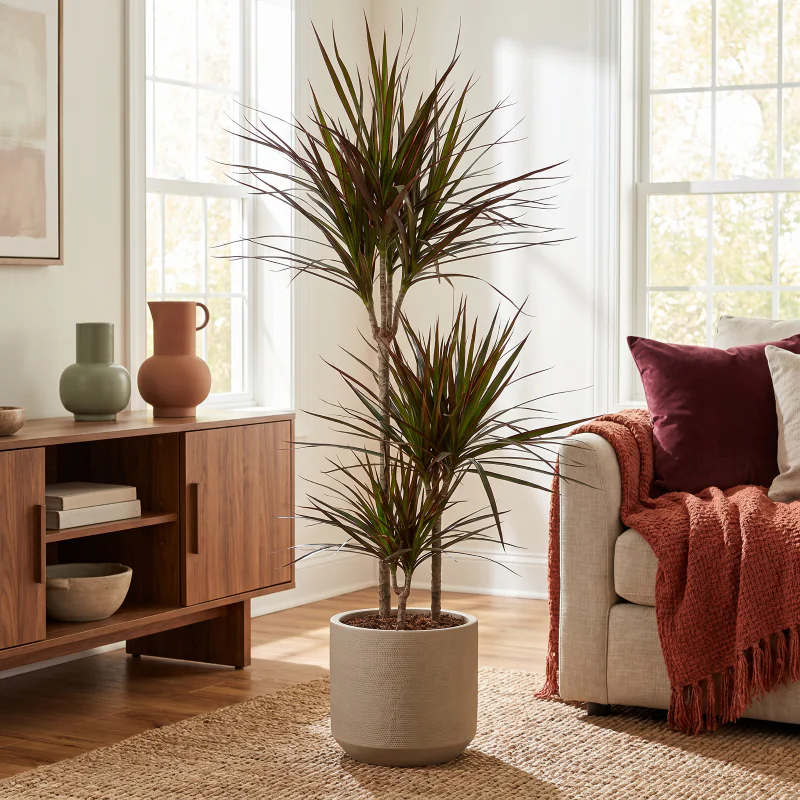 Dracena crvenolisna