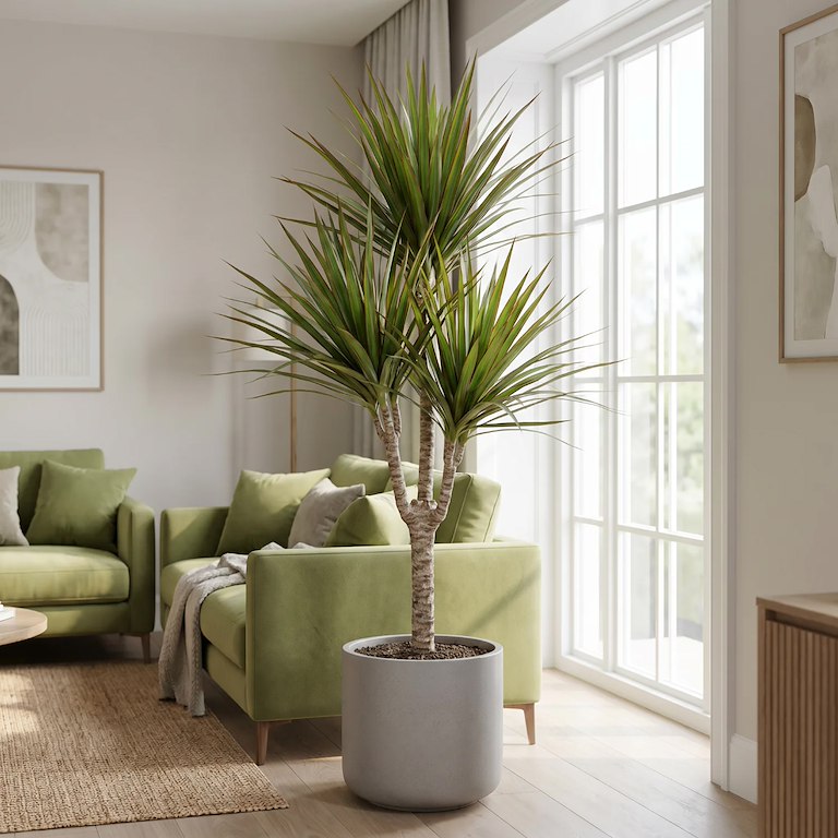 Dracena