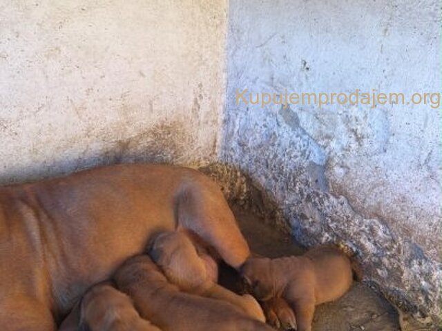 Bordoška Doga prelepi štenci