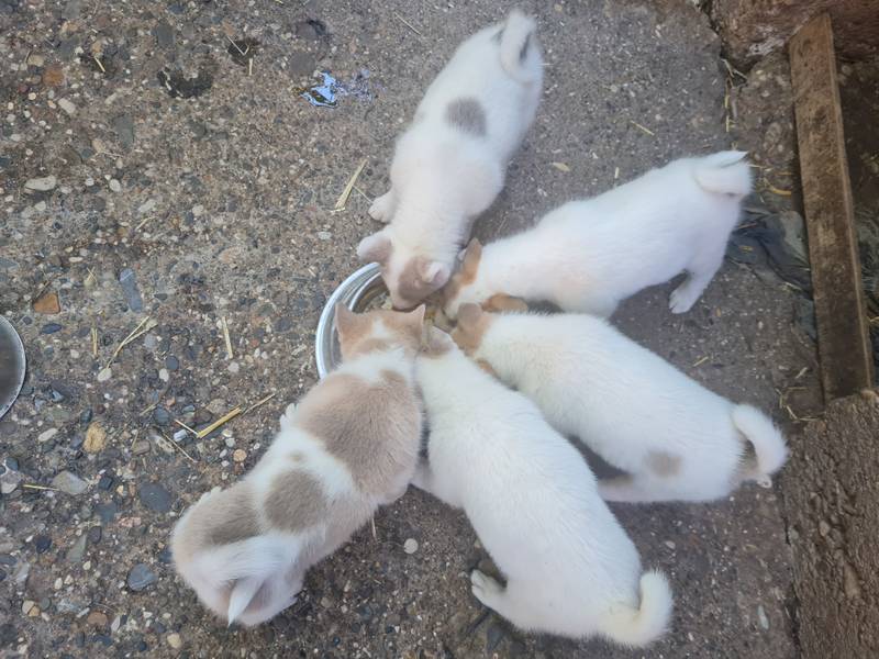Štenad zapadno sibirske Lajke