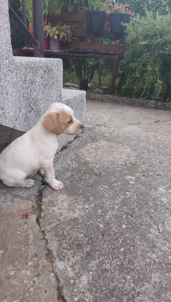 Štene na udomljavanje