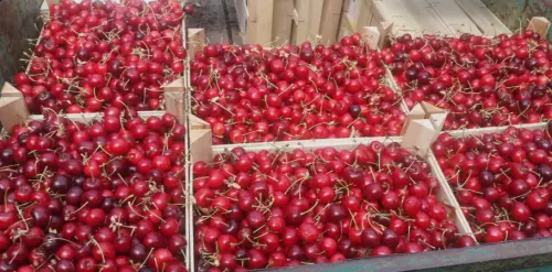 Prodajem tresnje na kilogram