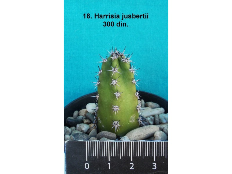 Harrisia jusbertii