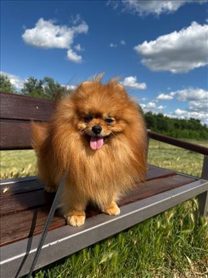 Pomeranac za parenje TEDDY