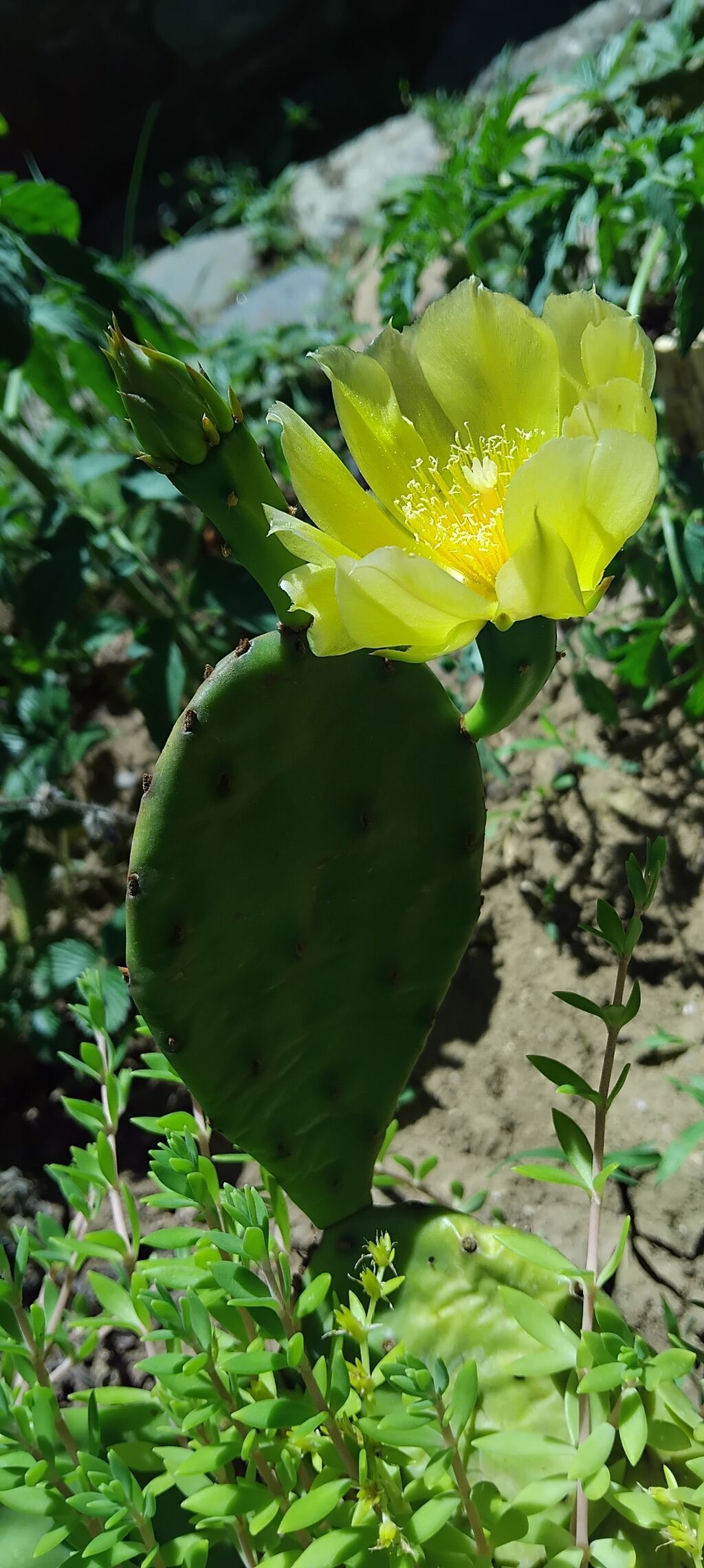 Opuncija (Opuntia) – žuti cvet - Ukrasni kaktus niskog rasta sa