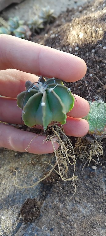 Astrophytum asterias/mirostiigma tip – mlade biljke sa korenom -