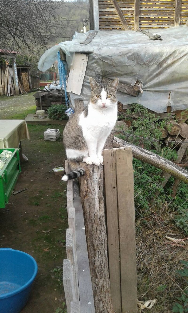 Momak sa sela