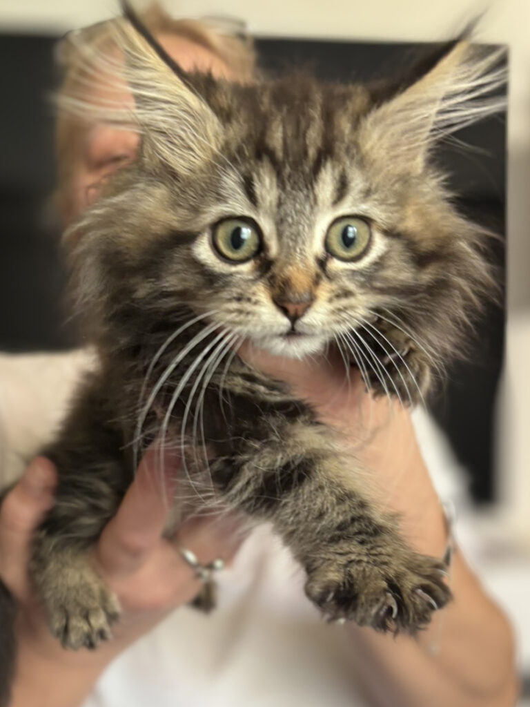 Maine Coon mačići – Zemun