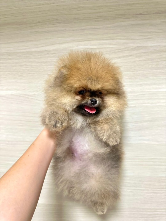 Pomeranac stenci