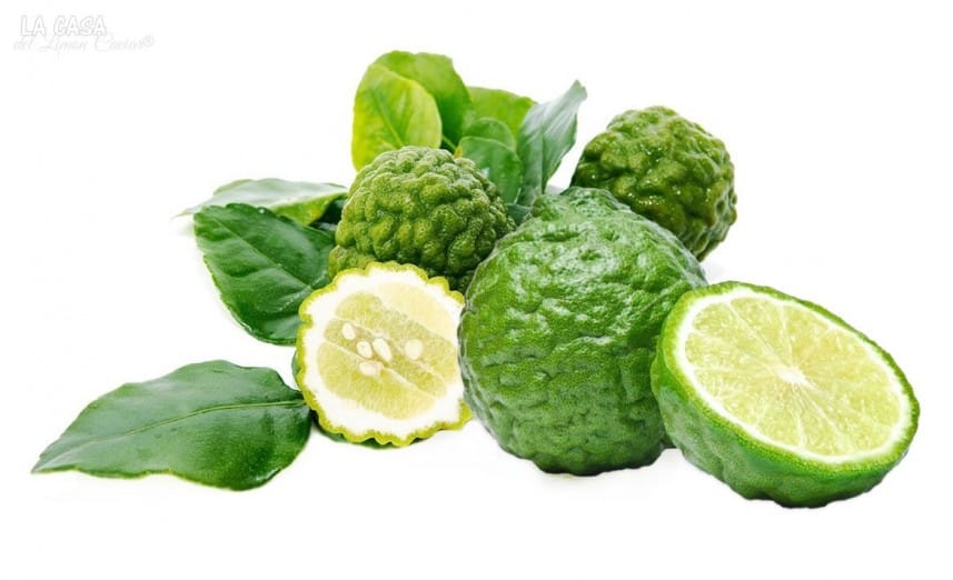 Citrus hystrix