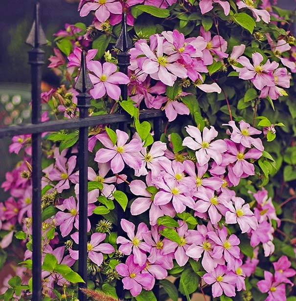 Clematis contessa de bouchard-Klematis
