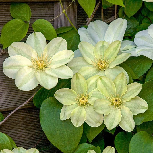 Clematis guernsey cream -Klematis