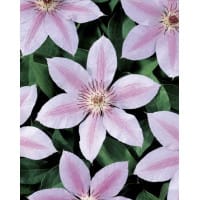 Clematis johan paul -Klematis
