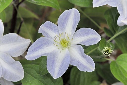 Clematis yukikomachi-Klematis