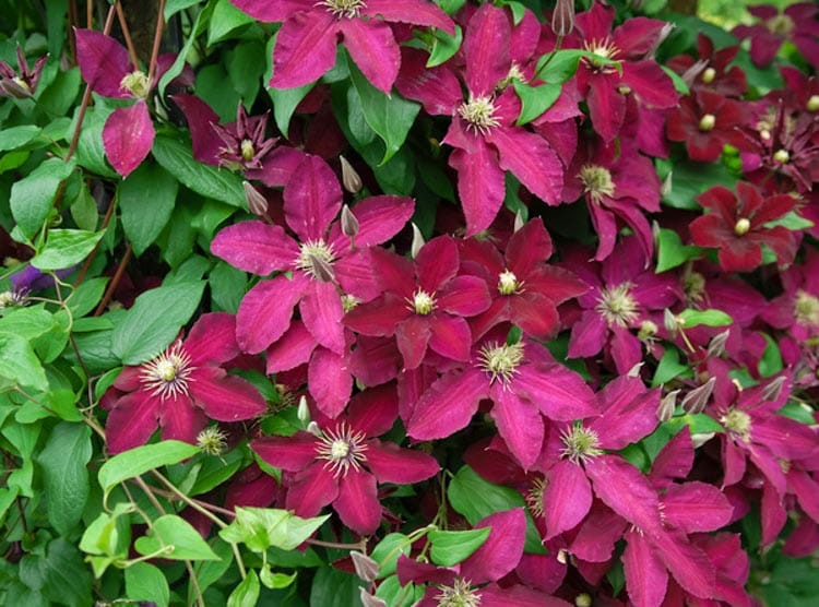Clematis ernest markham -Klematis