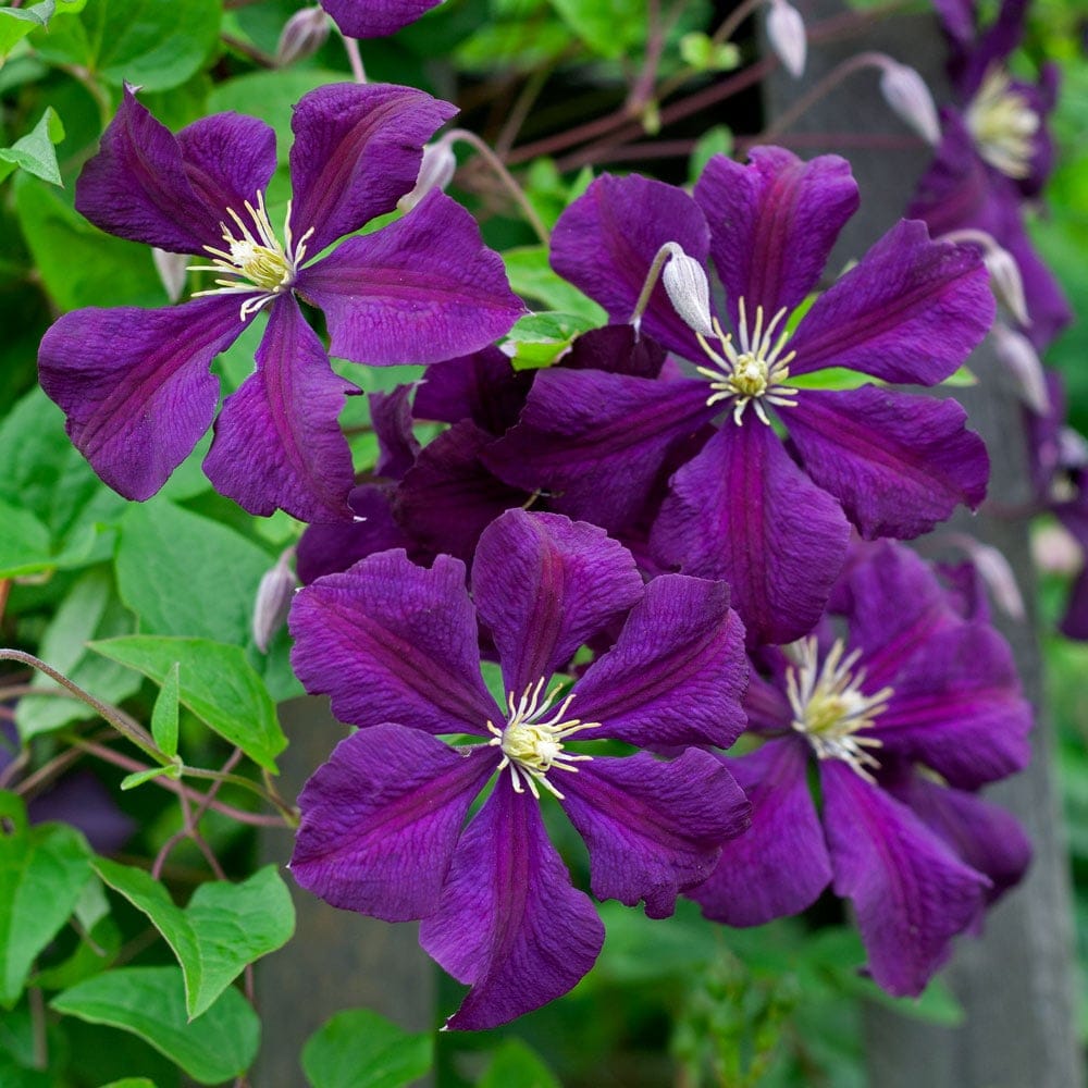 Clematis Etoile Violette-Klematis