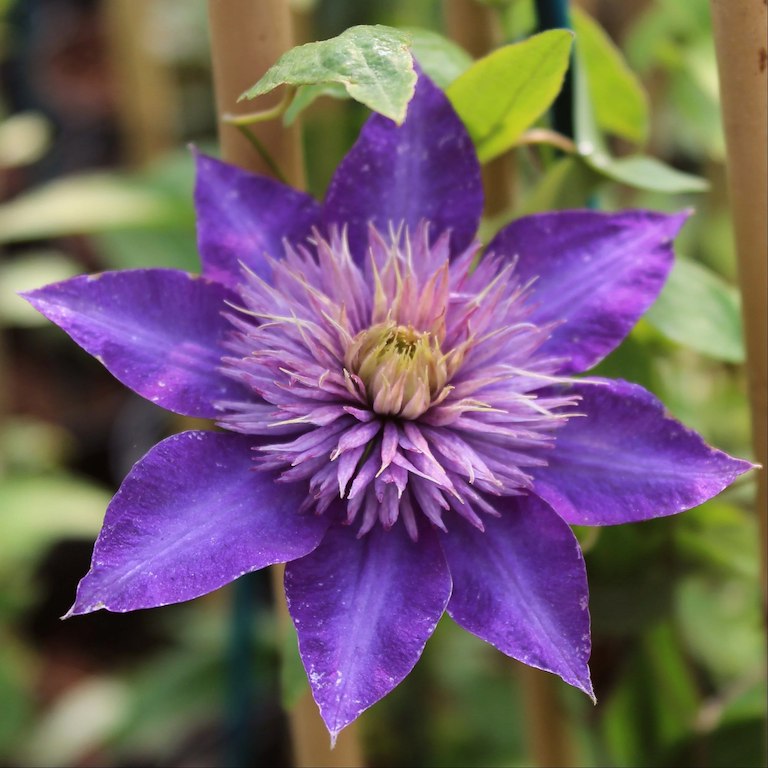 Clematis multi blue- Klematis