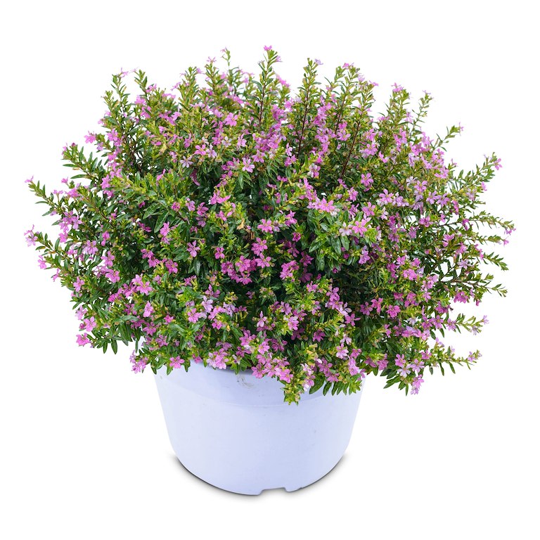 Cuphea hyssopifolia – Kufae roza