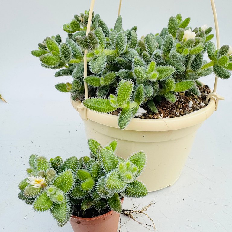 Delosperma Echinatum – Delosperma Krastavac